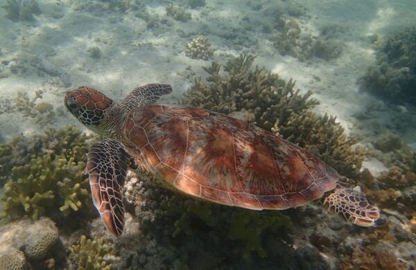 Green Sea Turtle Conservation | How can drones help?